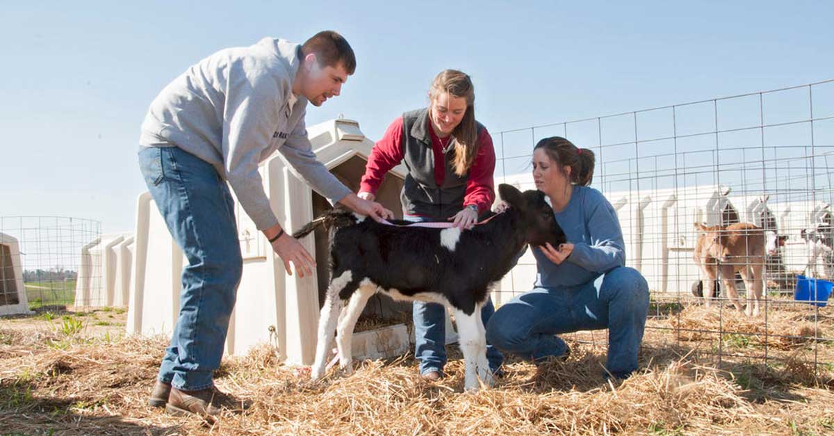 Foundation Herds | Animal and Dairy Sciences | Mississippi State University