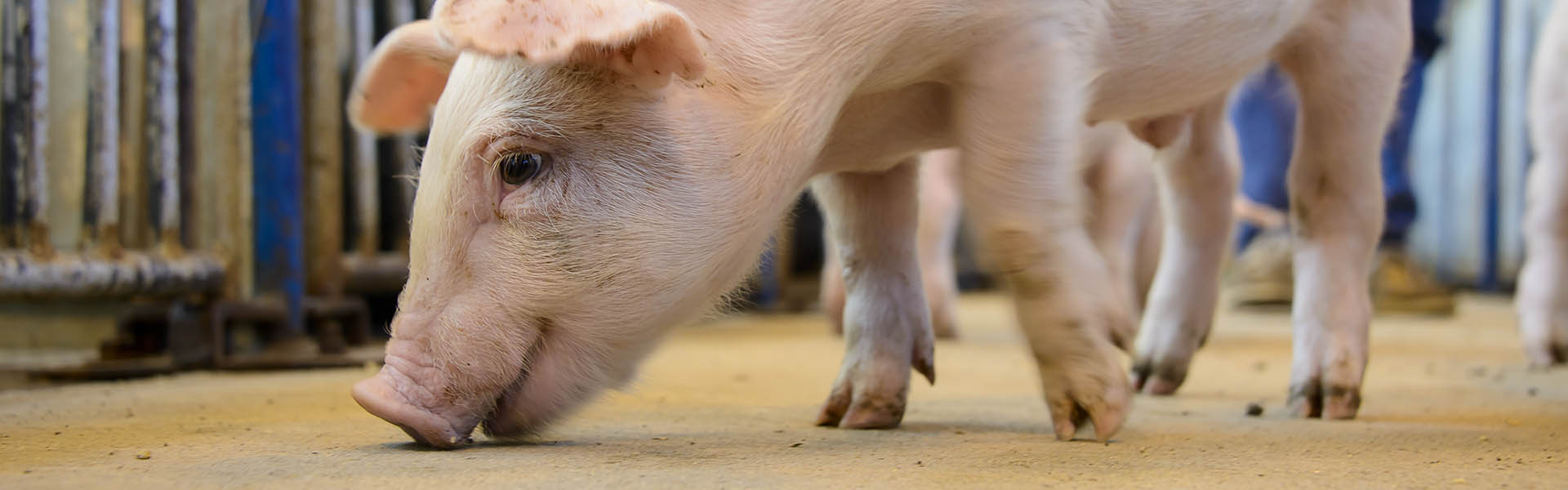 Home | Animal and Dairy Sciences | Mississippi State University